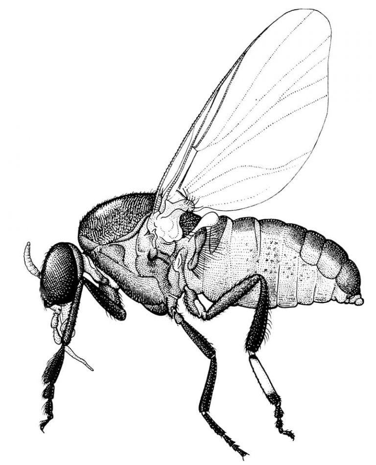 Onchocerciasis Entomological Surveillance and Modelling – Vector-Borne ...